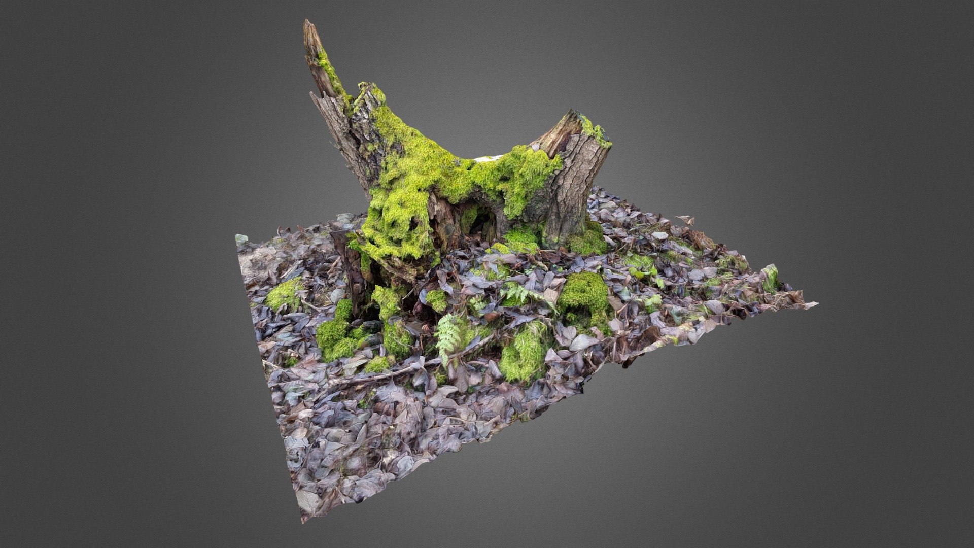 Tree root 01 - Download Free 3D model by archiwum_xyz [1046e95] - Sketchfab