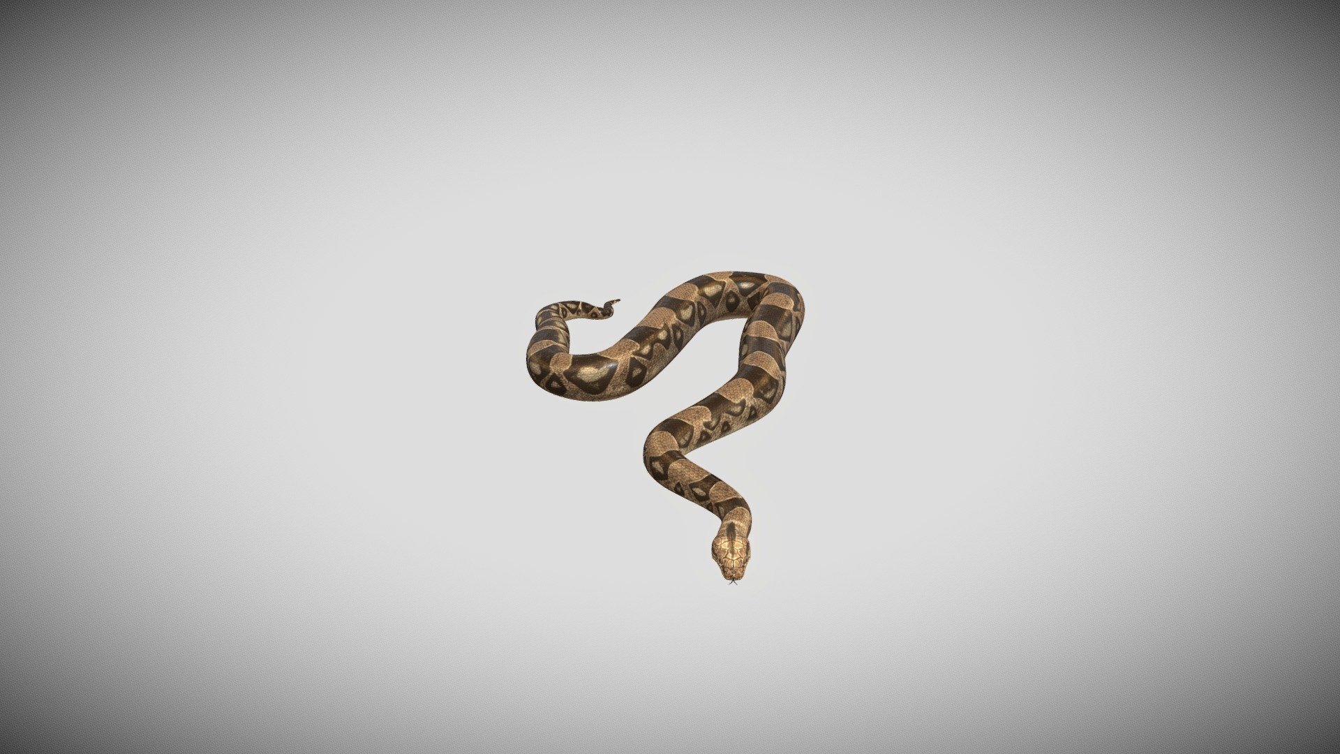 snake - 3D model by teoex [104ba81] - Sketchfab
