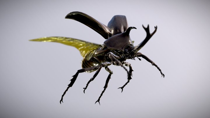 Insect 3D models - Sketchfab