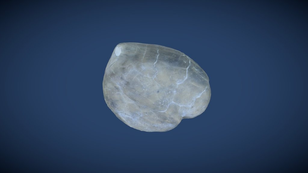 Micraster sp. - 3D model by jetialk3 [104d51f] - Sketchfab