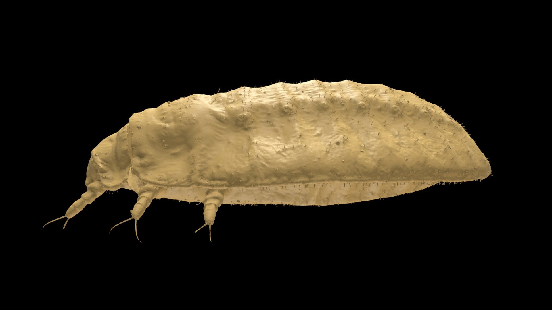 Eoxenos laboulbenei, male puparium - 3D model by Entomology Group Uni ...
