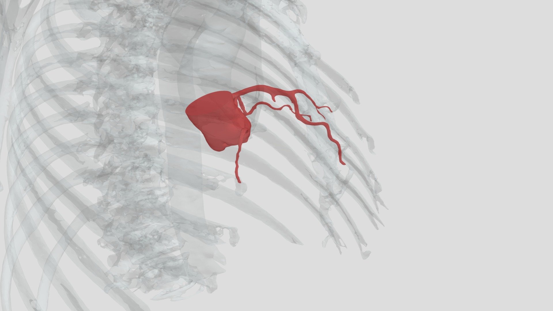 Anatomía coronaria - 3D model by alfredoredondo [1055b7e] - Sketchfab