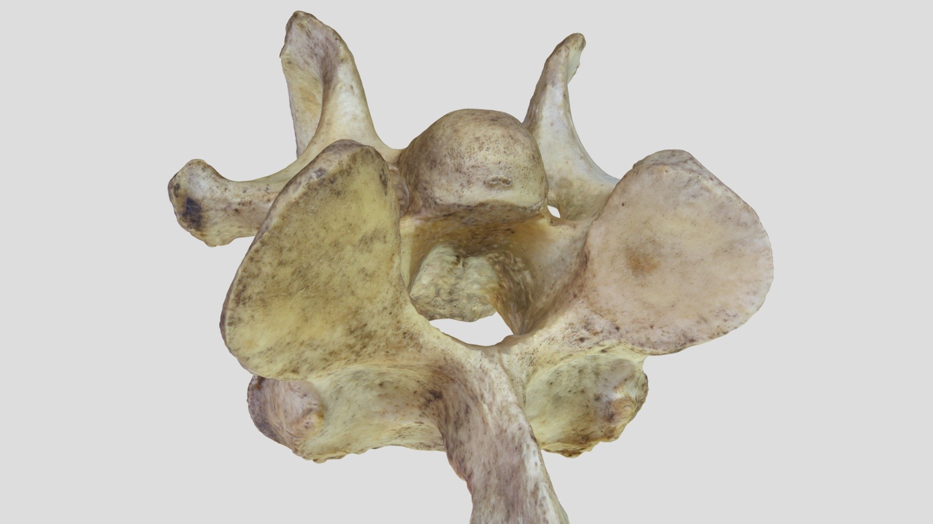 Vertebra 6 FBX 2 - 3D model by Museo de Ciencias Naturales A. Scasso ...