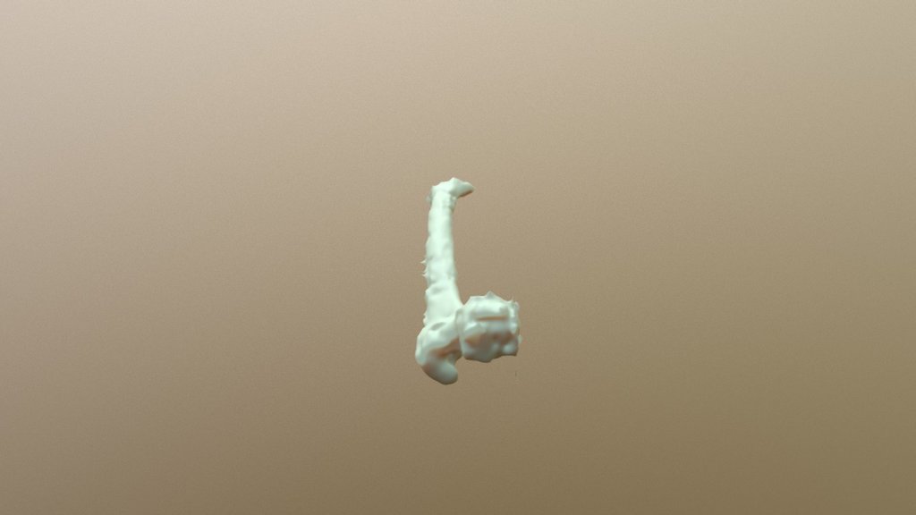 Femur - 3D model by davisn [10584a3] - Sketchfab