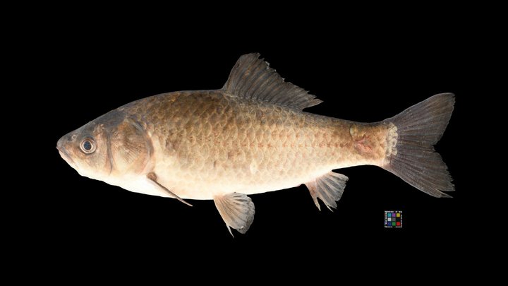 Carp 3D models - Sketchfab