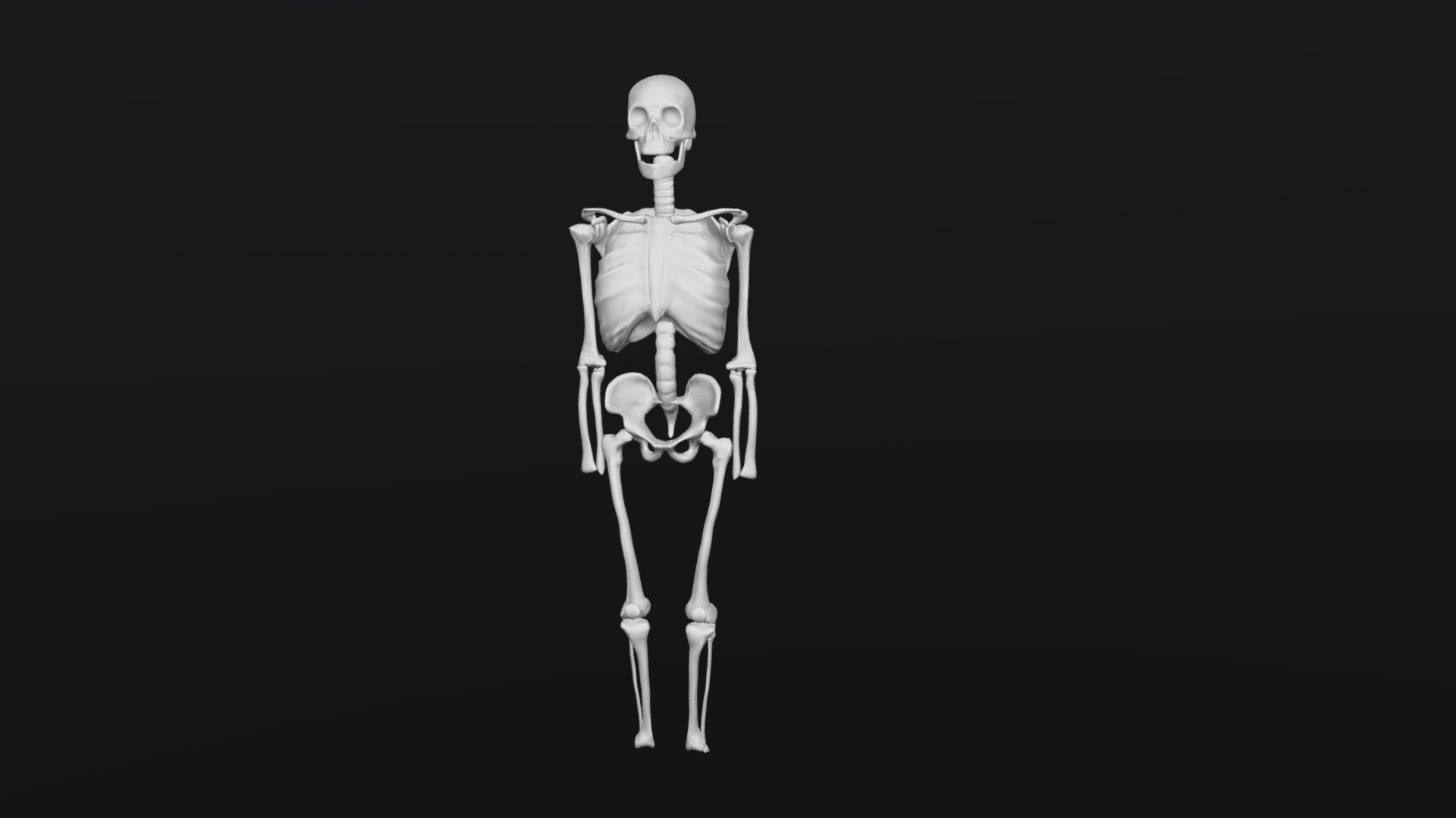 Skeleton (No Hands or Feet) - Download Free 3D model by Kylie ...