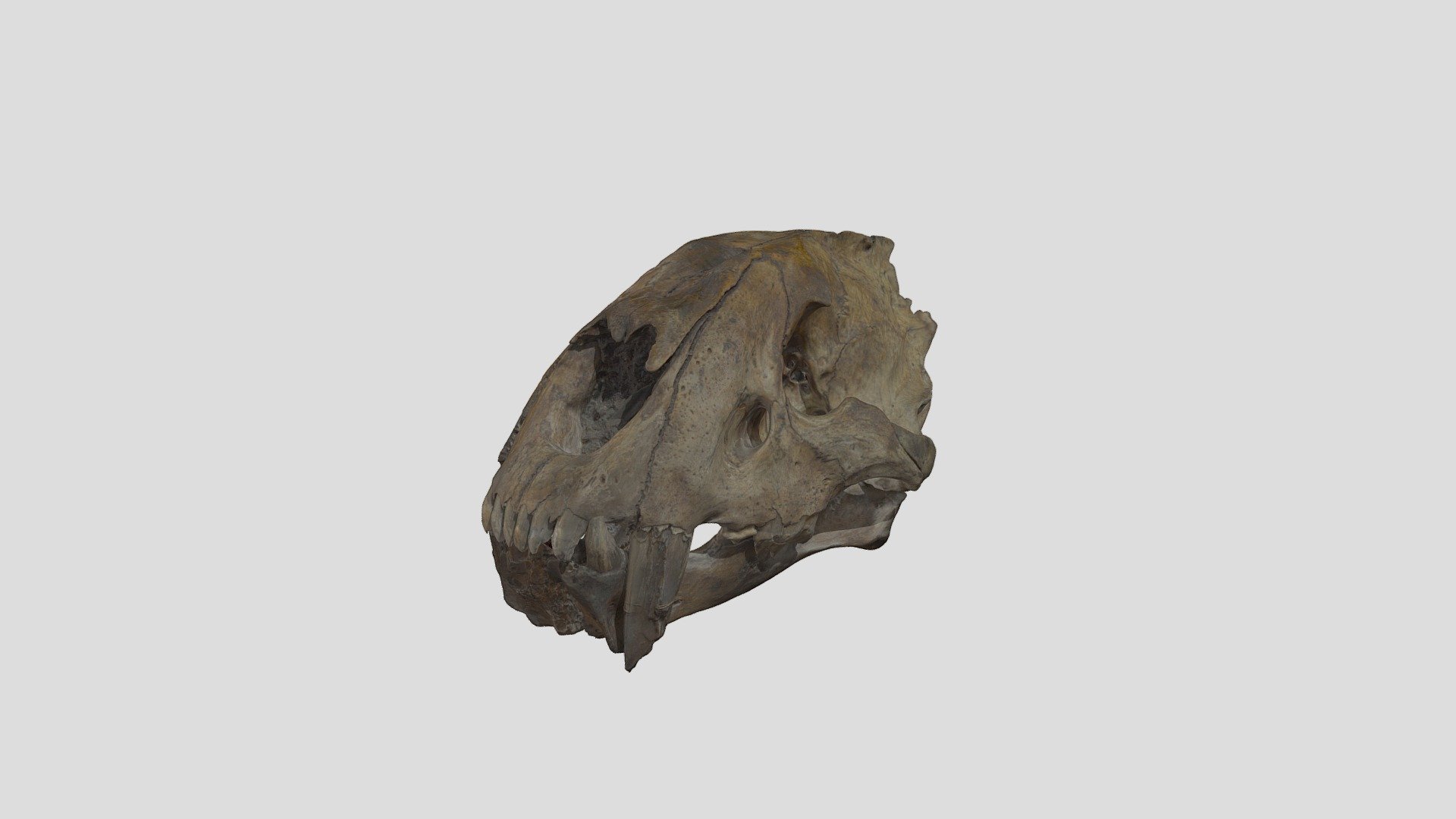 Complete Smilodon Skull - Download Free 3D model by UIPaleoRepository ...