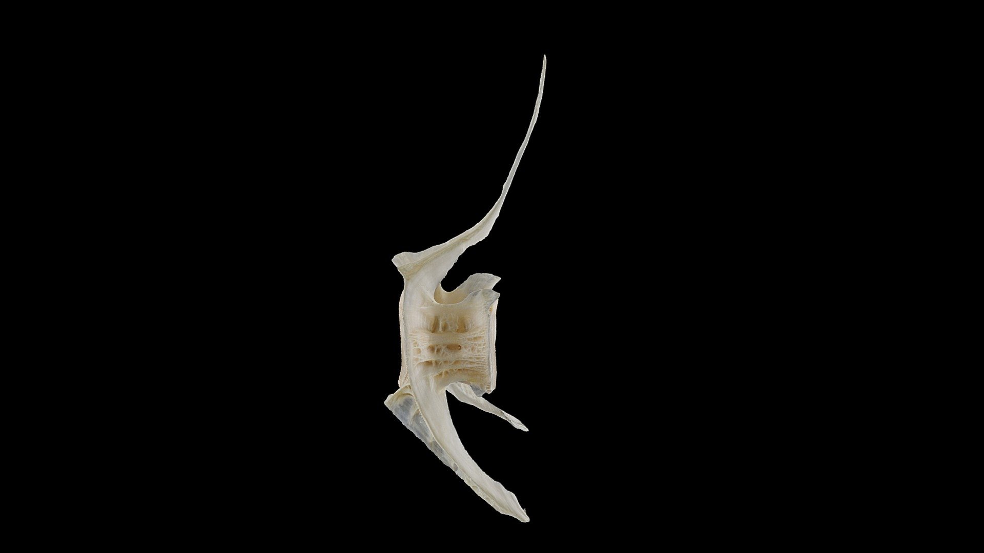 Cod (Gadus morhua) Abdominal Vertebra (V19) - Download Free 3D model by ...