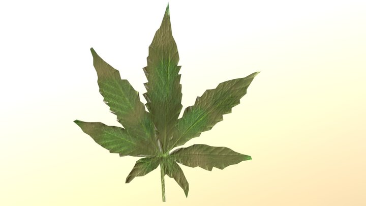 Cannabis 3D models - Sketchfab