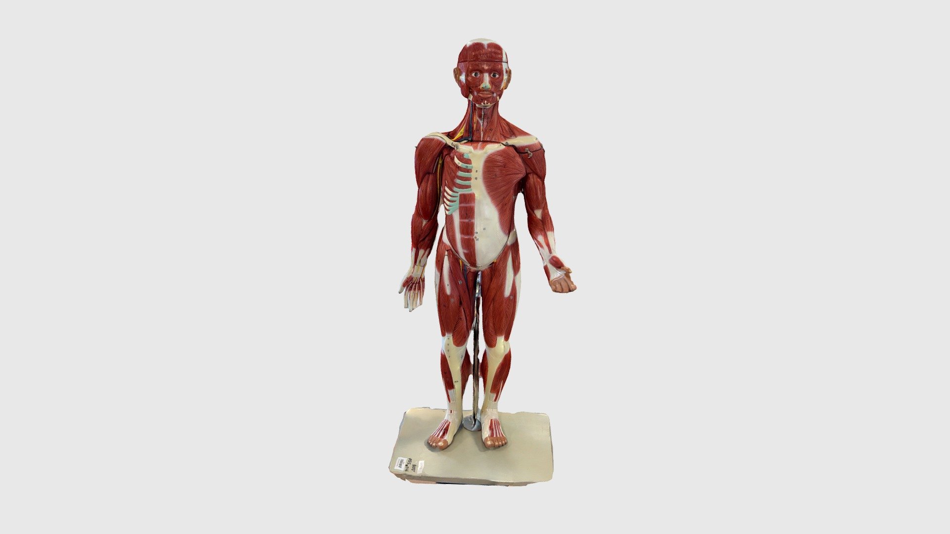 Mini Muscle Model - Download Free 3D model by 3-D Photogrammetry ...