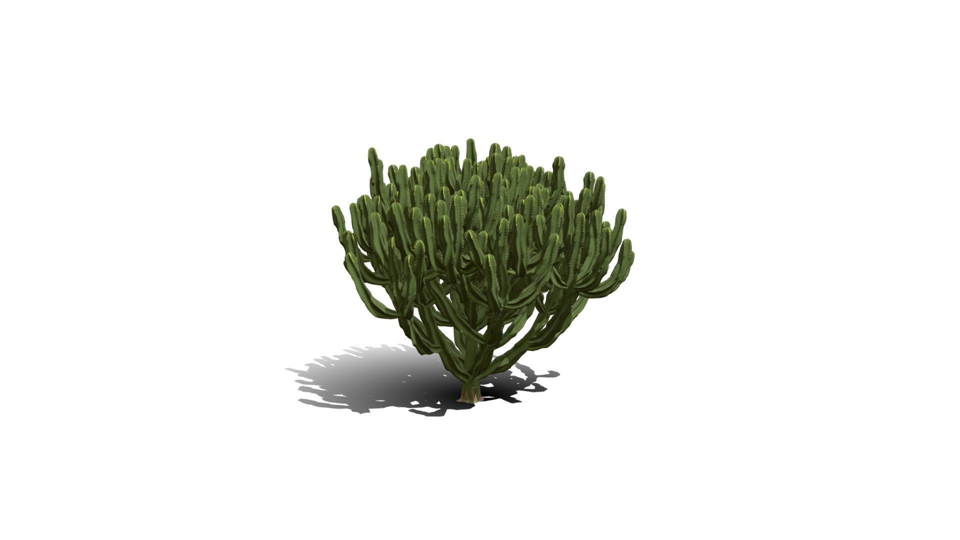 Realistic HD Candelabra tree (14/40) - Download Free 3D model by ...