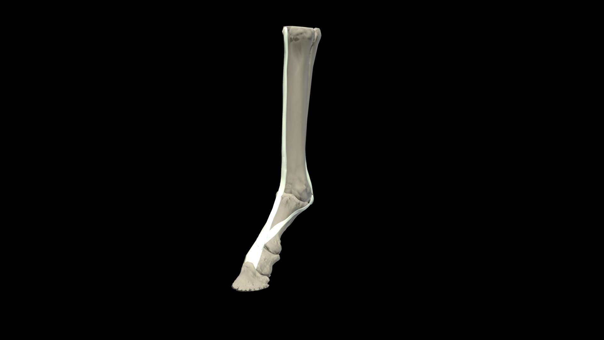 Equine suspensory apparatus animation - 3D model by vetanatMunich ...