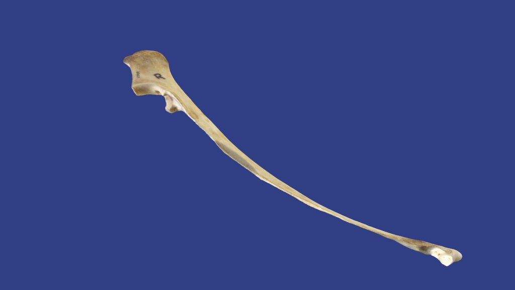 Deer Ulna - Download Free 3D model by msorrel [107cffc] - Sketchfab