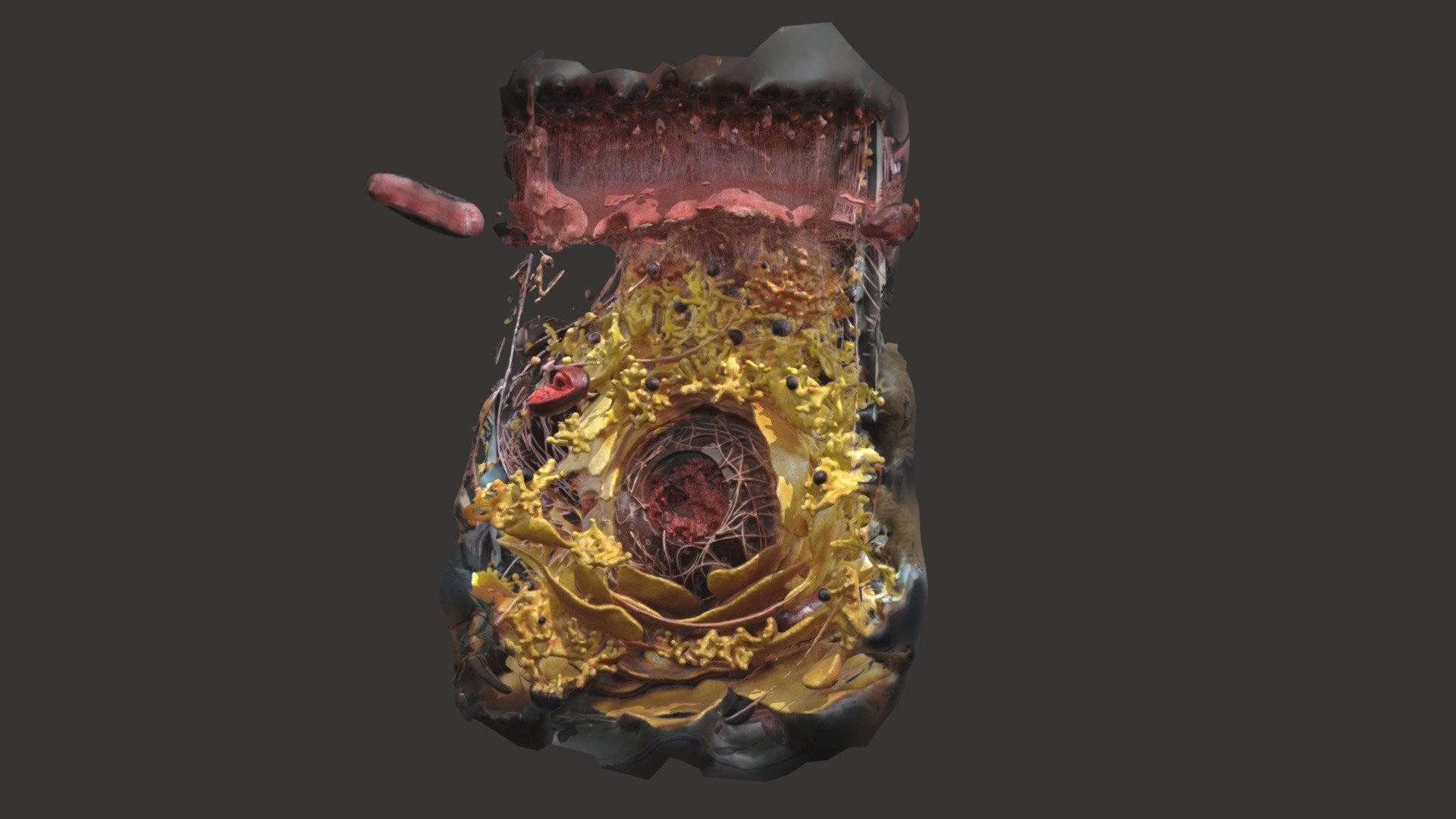 Intestinal Cell Model - Übersee-Museum Bremen - 3D model by Joosten ...