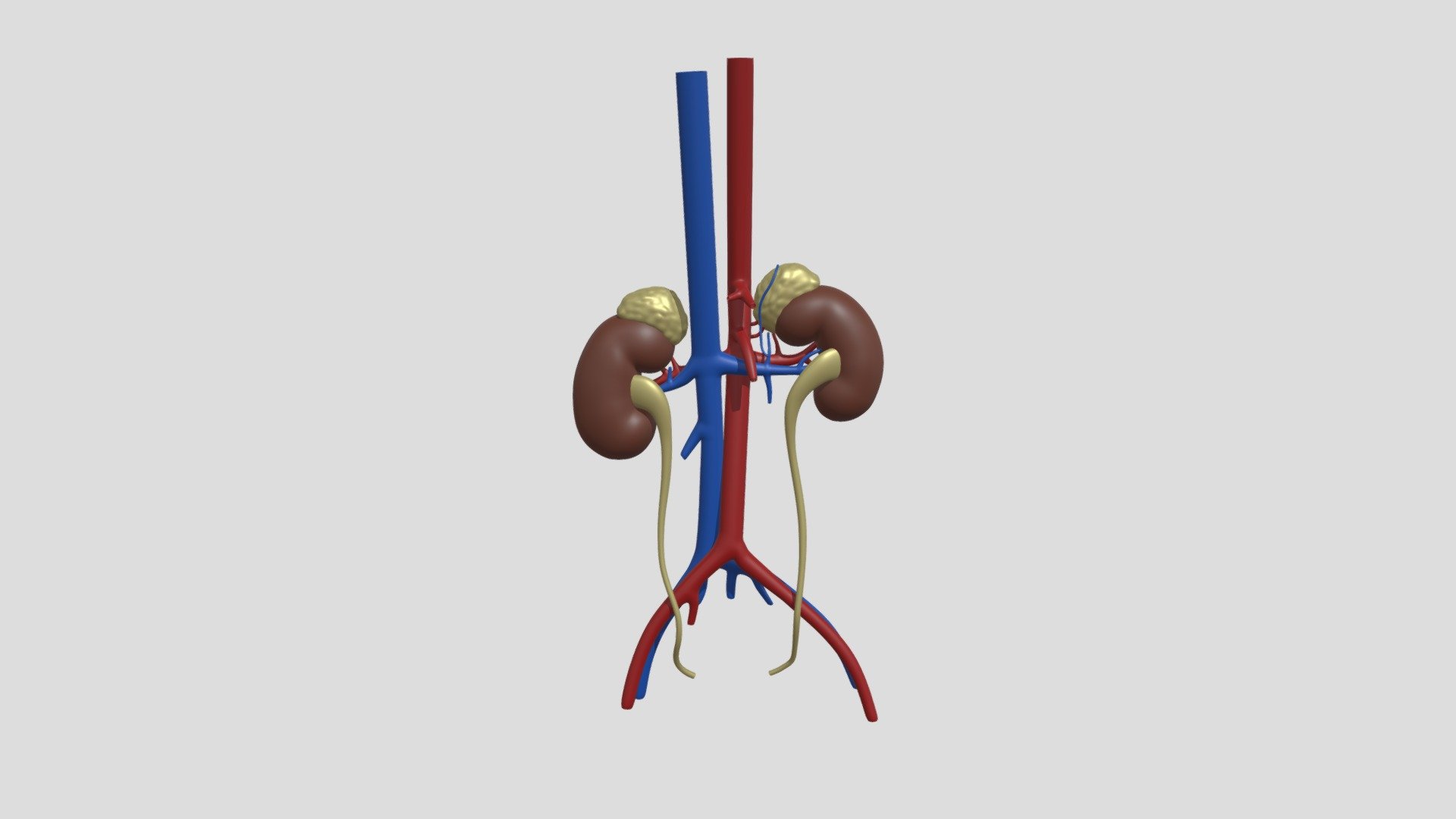 kidney - Download Free 3D model by sunil Nannawre (@sunilnannawresu002 ...