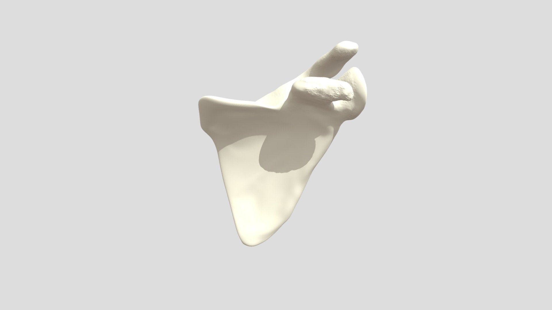 Scapula - 3D model by mam3497 [10839c0] - Sketchfab