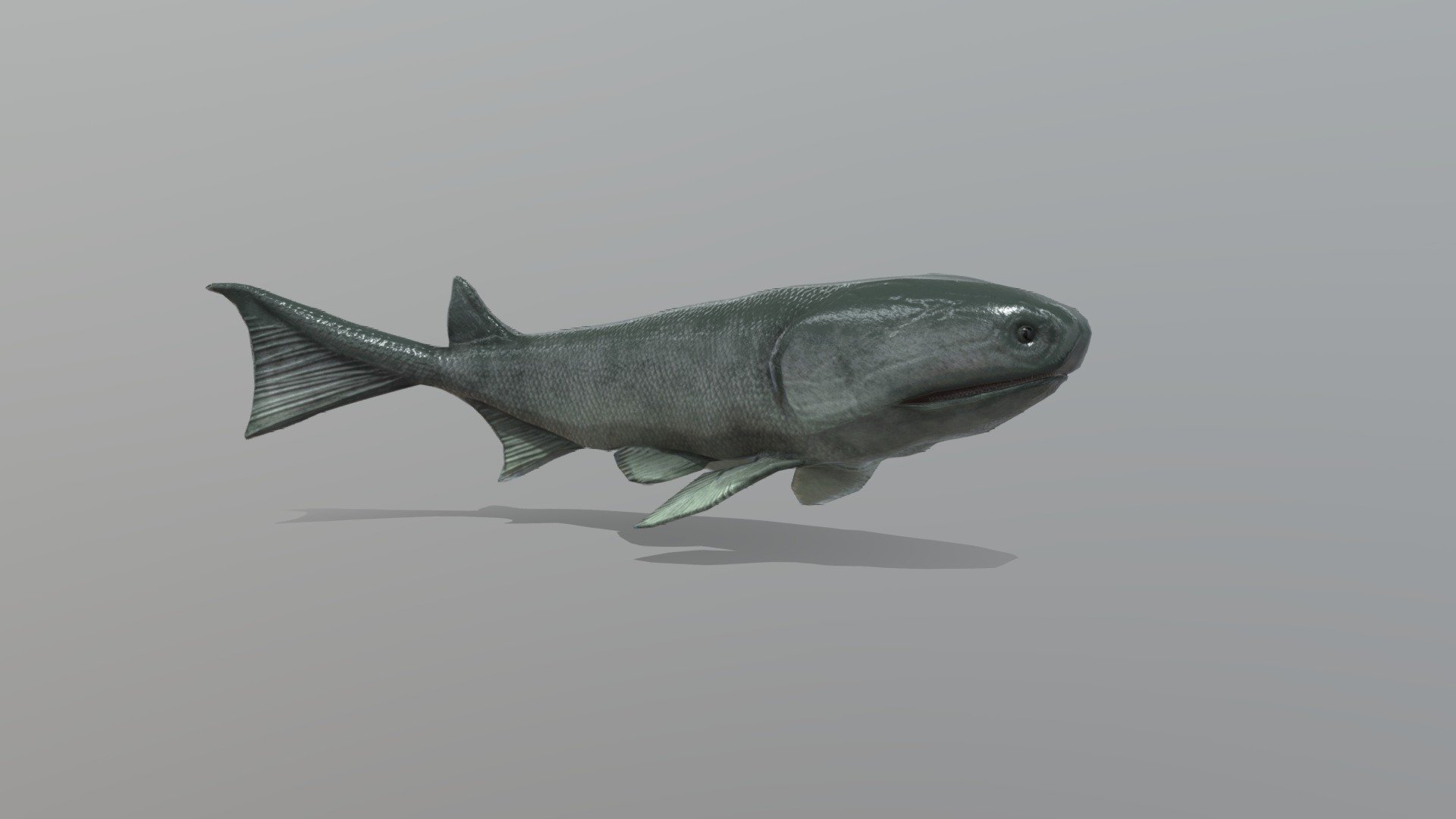 Cheirolepis - 3D model by Paleobiome [10843e6] - Sketchfab