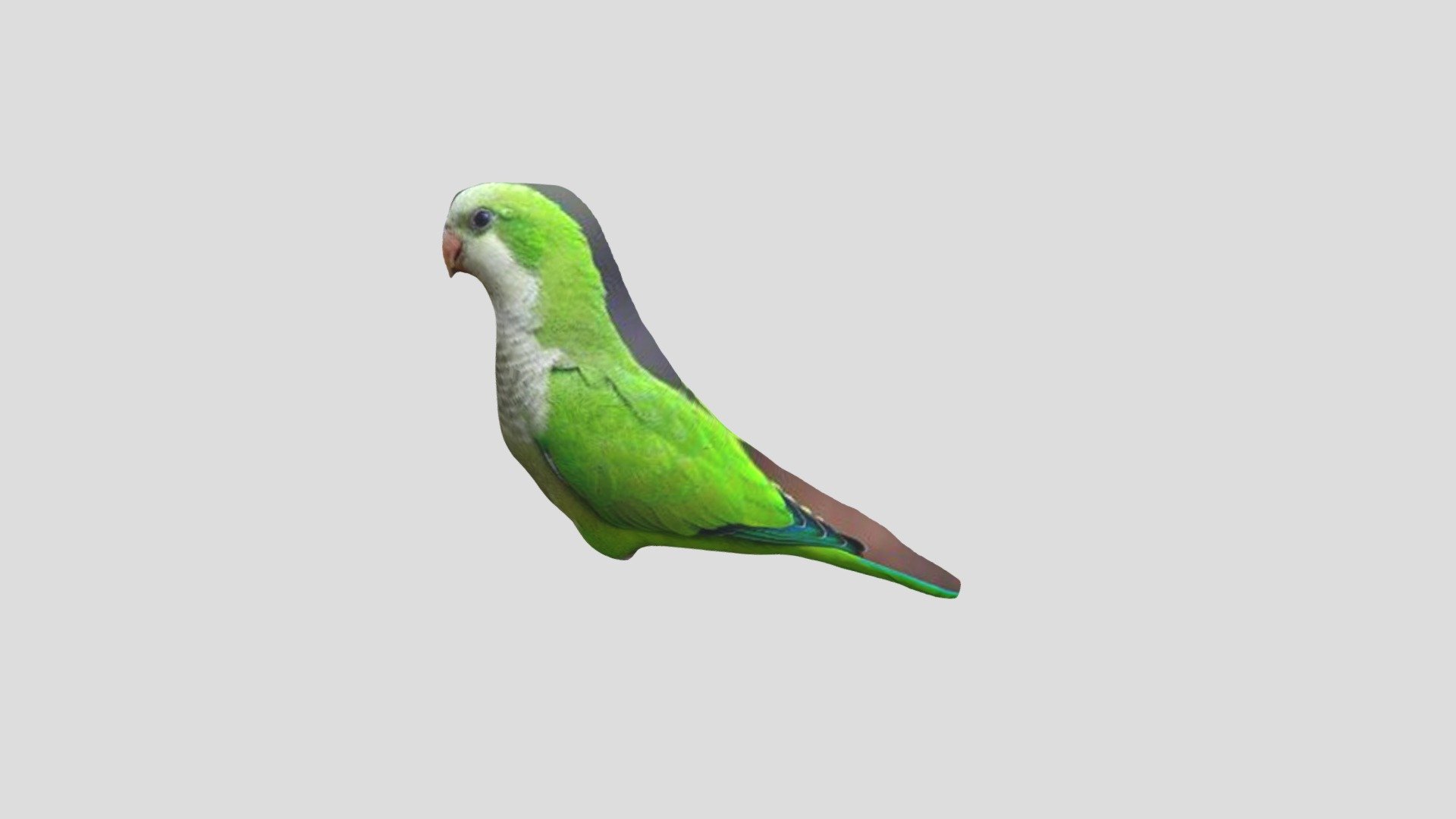 bird 409730271 - 3D model by 409730271 [1087296] - Sketchfab