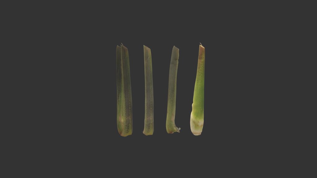 植物 Plantae - A 3D model collection by xmeta - Sketchfab