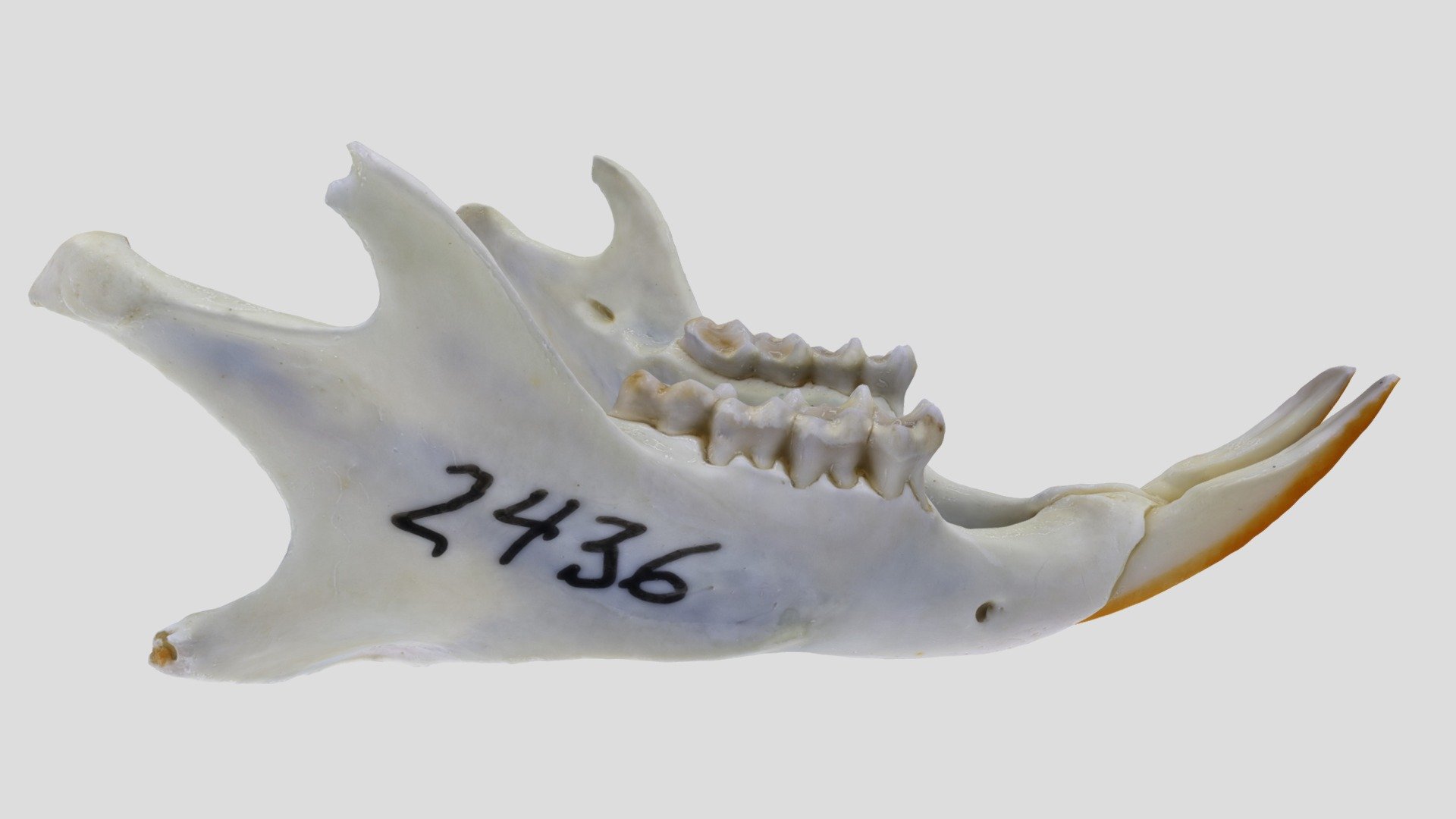 UWYMV:Mamm:2436, C. lateralis, Mandible - Download Free 3D model by ...
