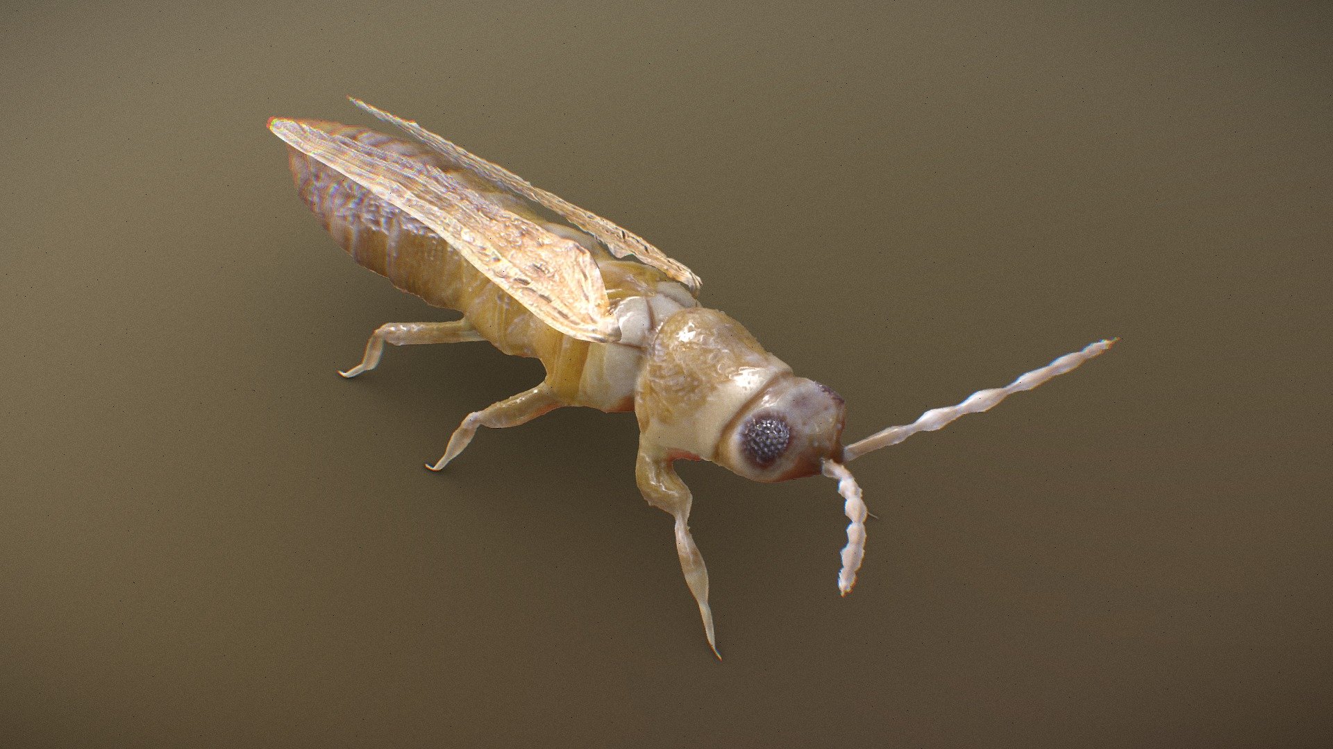Thrips Tabaci (Thysanoptera) - 3D model by marcelopaoli [109960e ...