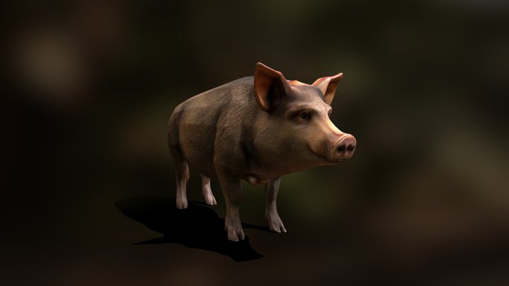 Pig 3D models - Sketchfab