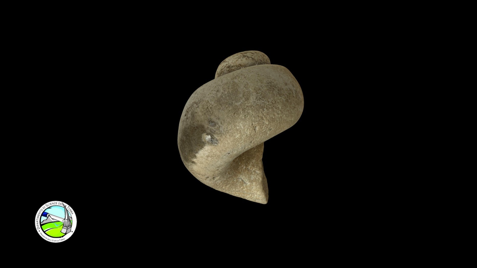 Modello interno Gasteropode - 3D model by Dipartimento di Scienze della ...