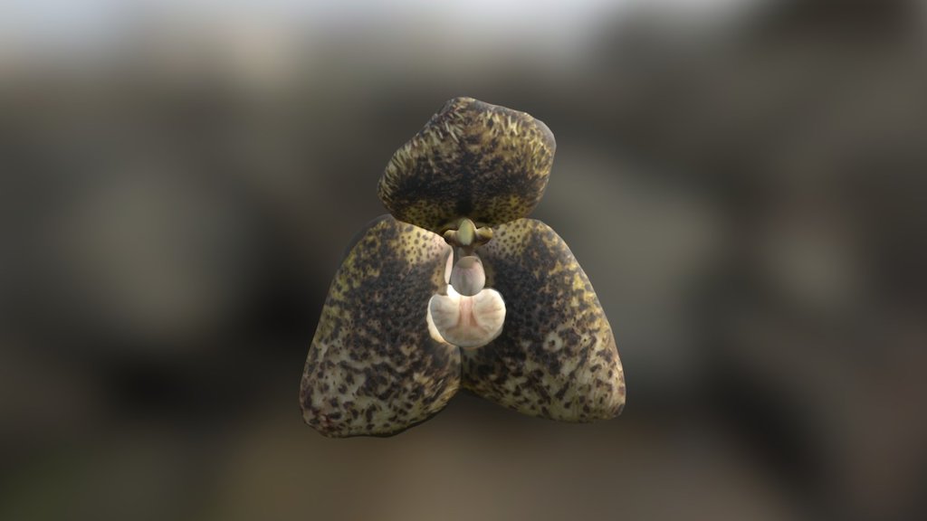 Vampire Orchid - Download Free 3D model by toonfibbe [10abb7d] - Sketchfab
