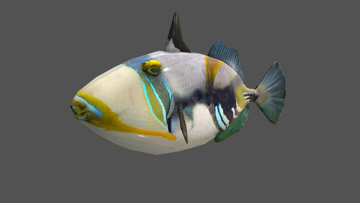 Picasso-triggerfish 3D models - Sketchfab