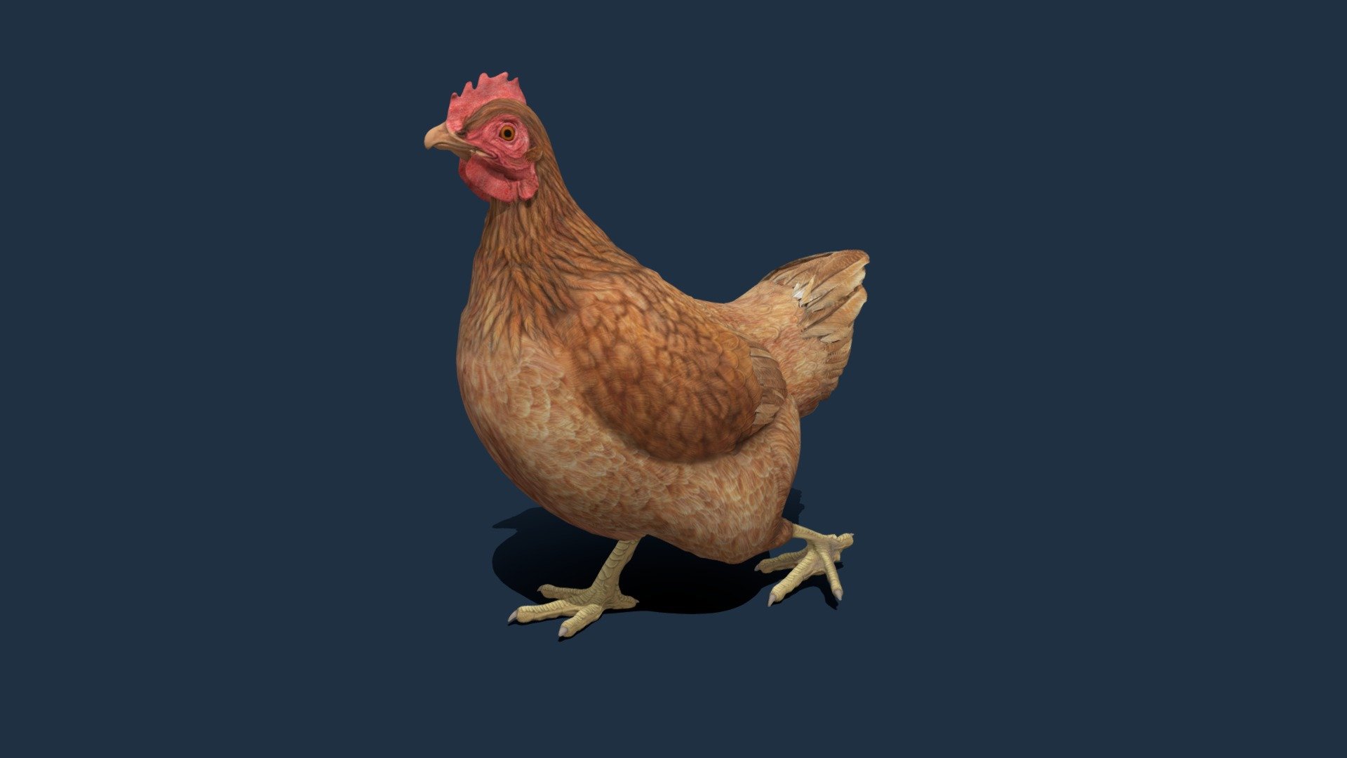 Chicken - 3D model by Beautiful Animals (nyilonelycompany + theappgod ...