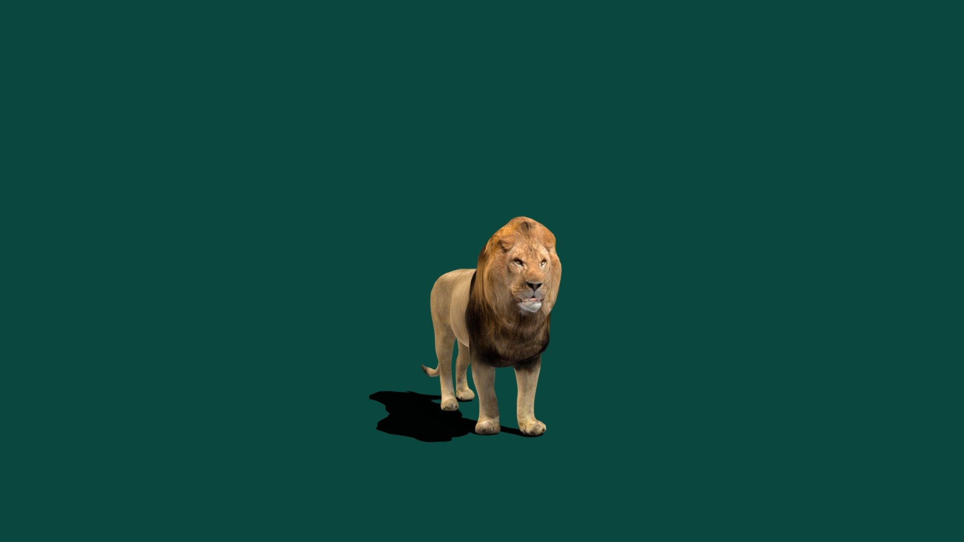 Lion (Lowpoly) - Download Free 3D model by Nyilonelycompany [10bc0e8] - Sketchfab