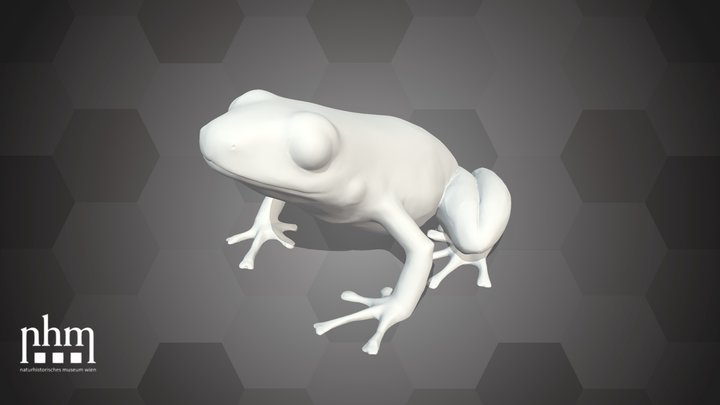 Frog 3D models - Sketchfab