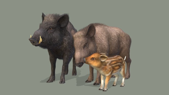 Boar 3D models - Sketchfab