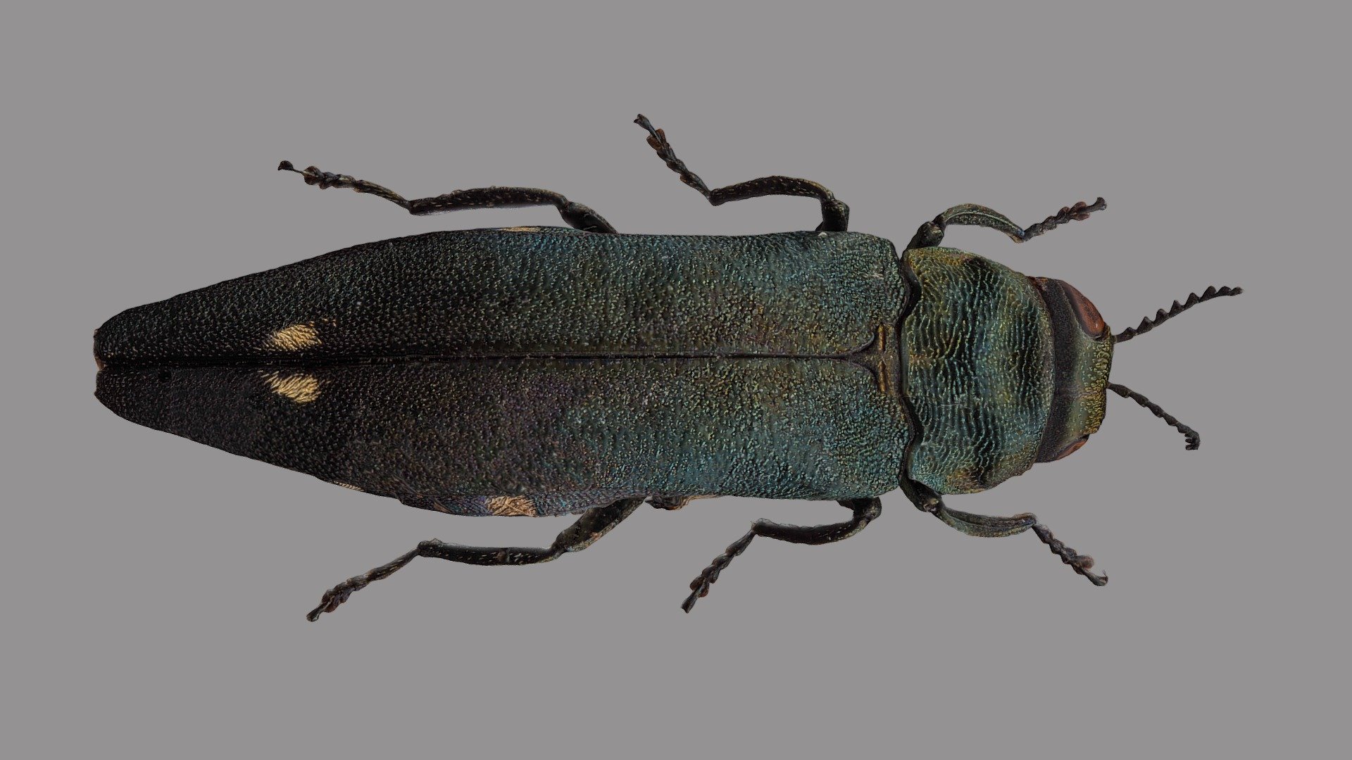 Agrilus biguttatus - 3D model by VirNat [10c140f] - Sketchfab