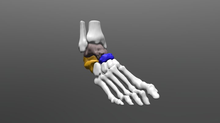 Calcaneus 3D models - Sketchfab