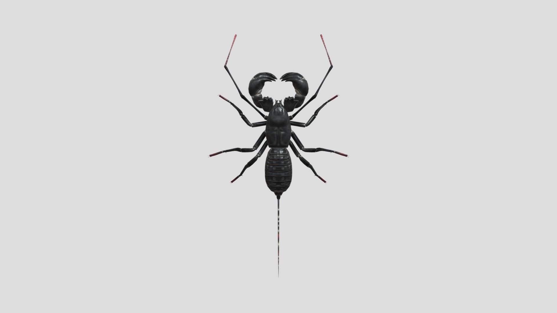 lowpoly-vinegaroon - 3D model by lscardina [10ce6a6] - Sketchfab