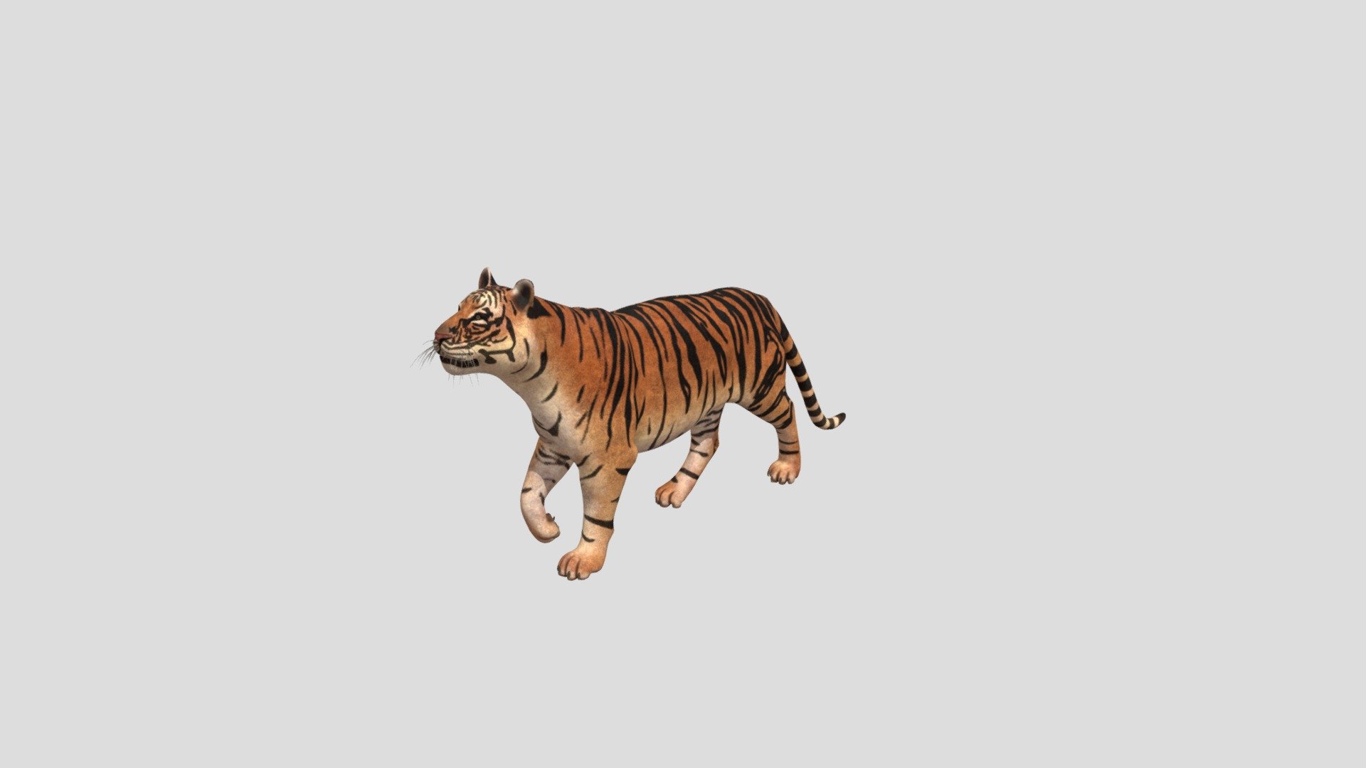 Tiger - Download Free 3D model by daniel.jibi [10cf993] - Sketchfab