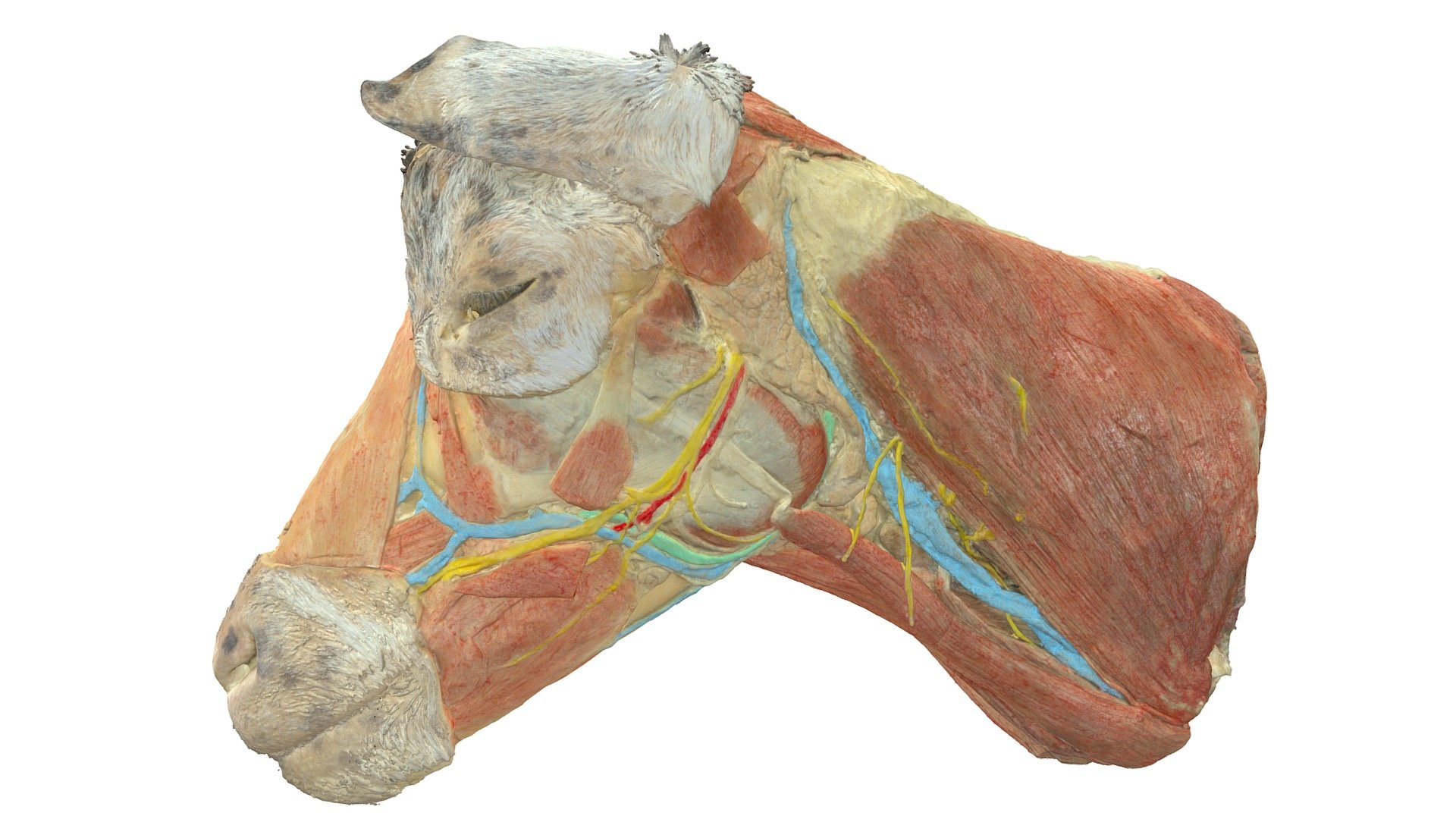 Goat, Head, Neck, Topography (plastinate) - 3D model by Vetanat.UZH ...