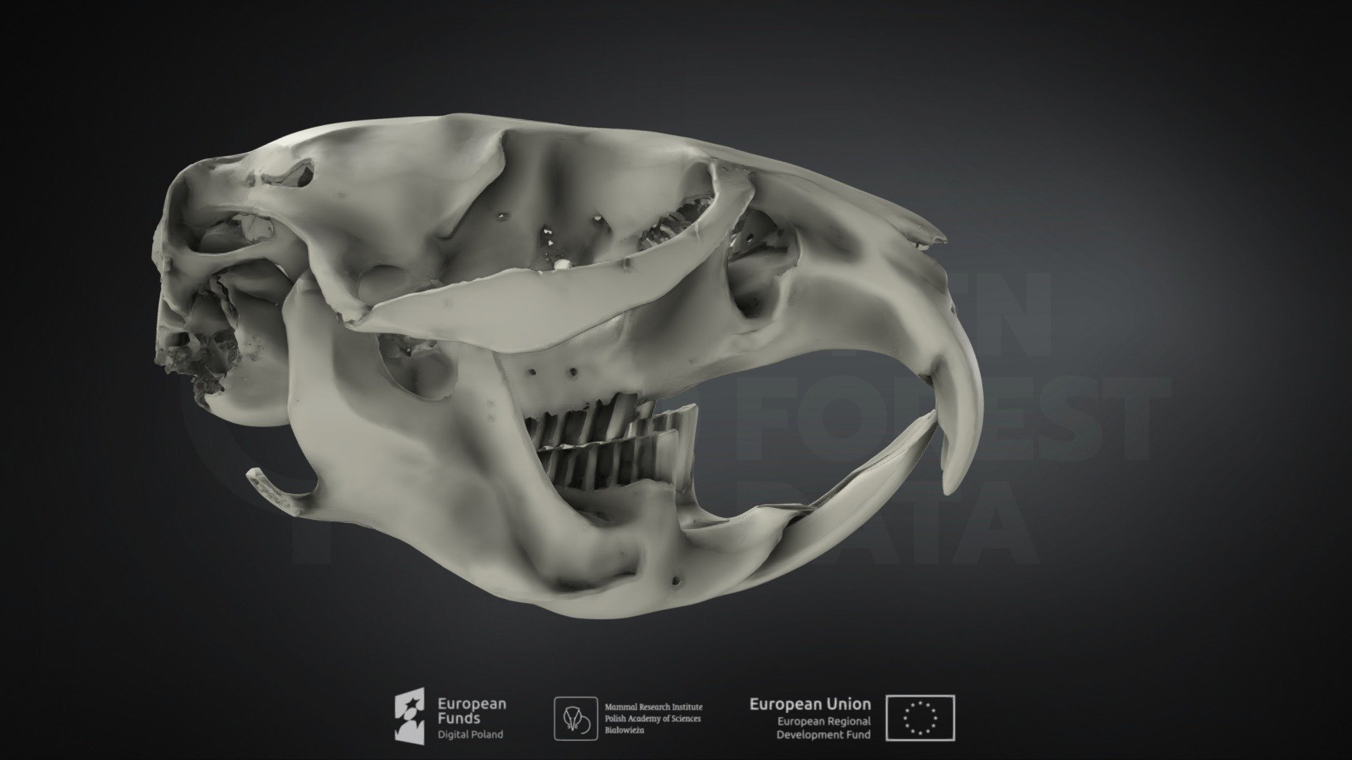 Arvicola amphibius (European water vole) - Download Free 3D model by ...
