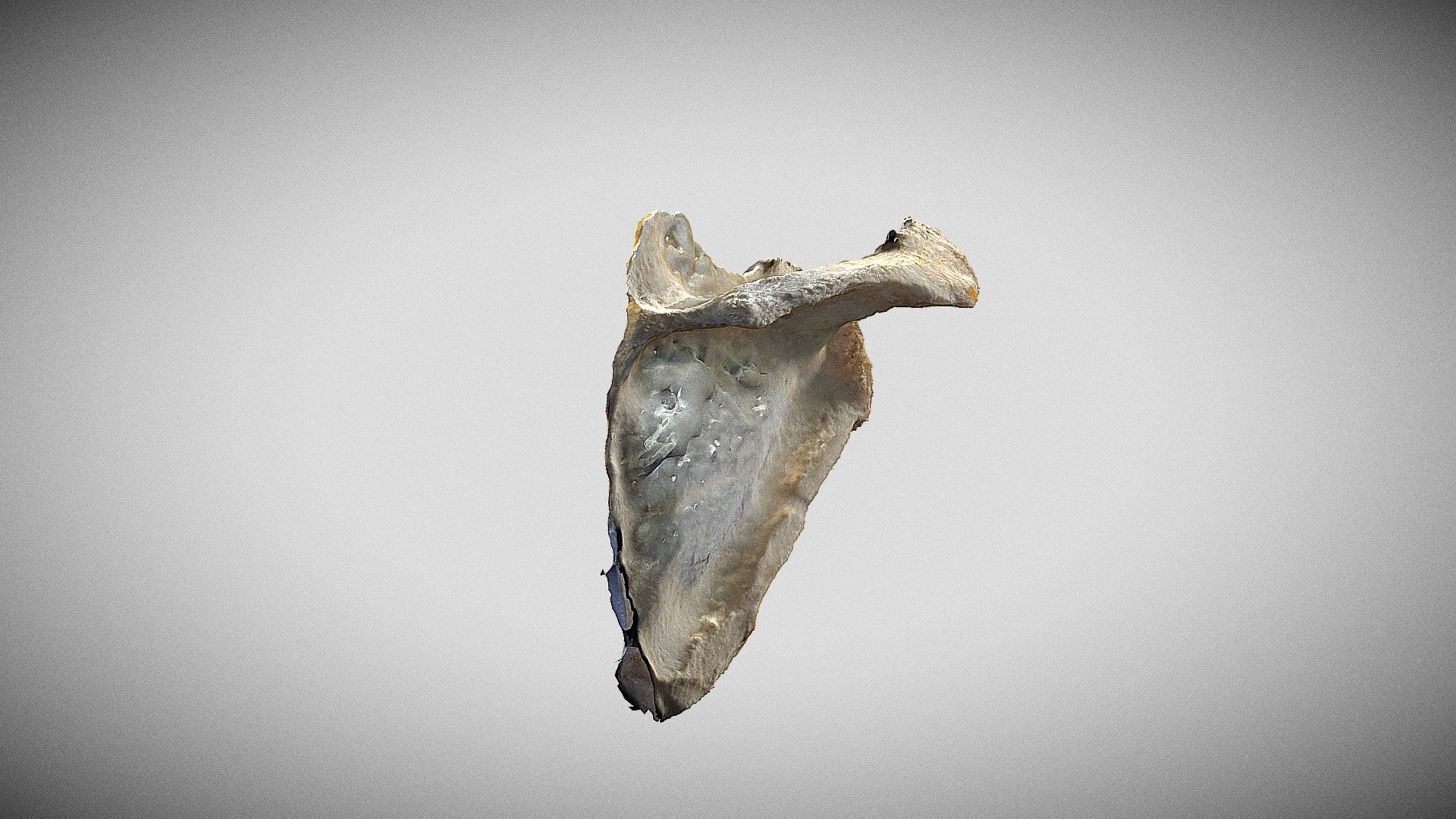 Scapula (labeled) - Download Free 3D model by San Diego State ...