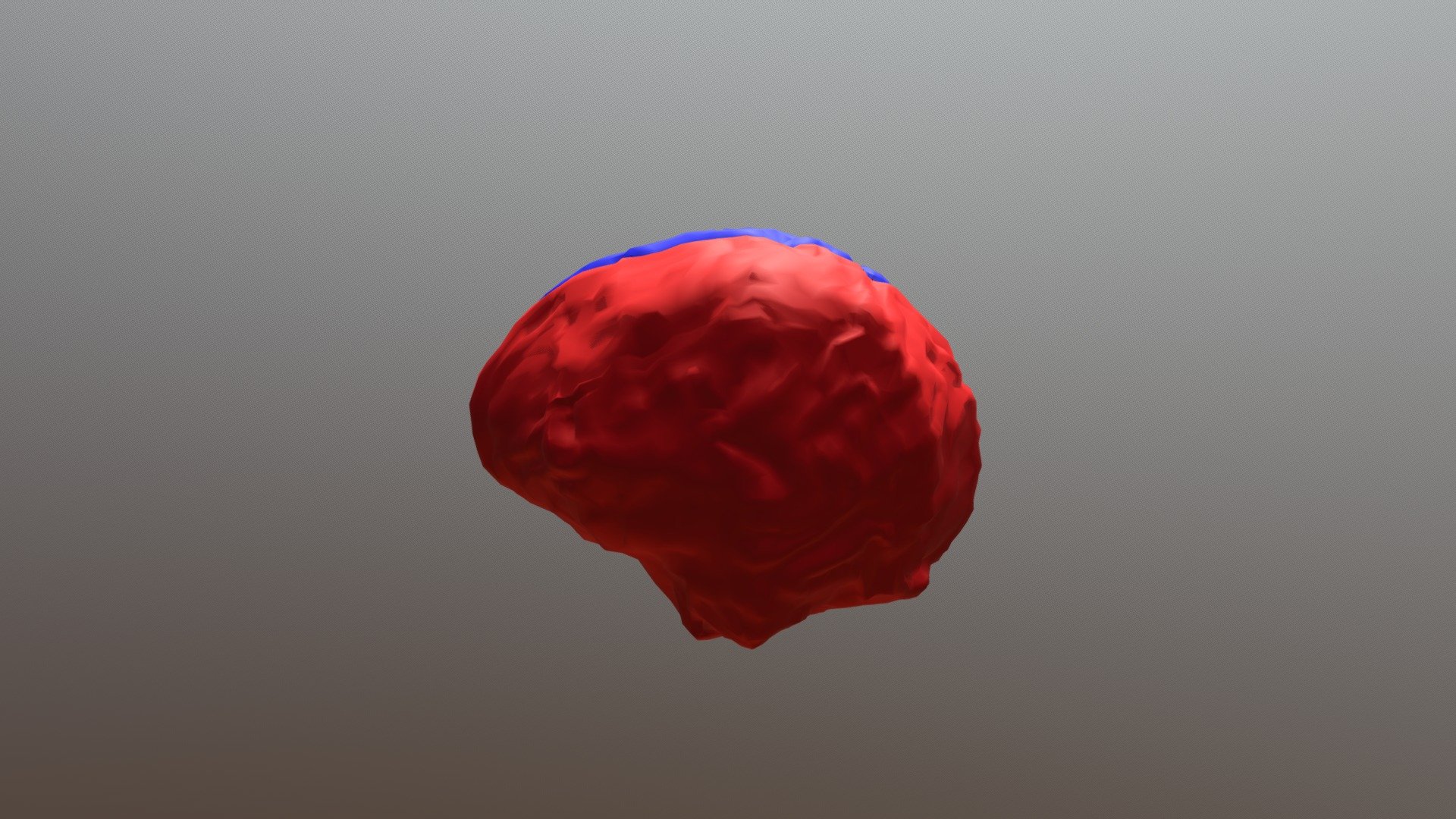 Brain - 3D model by natcole [10df505] - Sketchfab