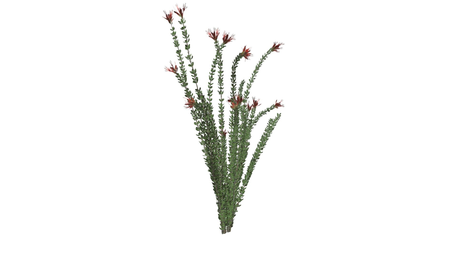 Ocotillo Plant #04 - Buy Royalty Free 3D model by meshshape [10dfdad ...