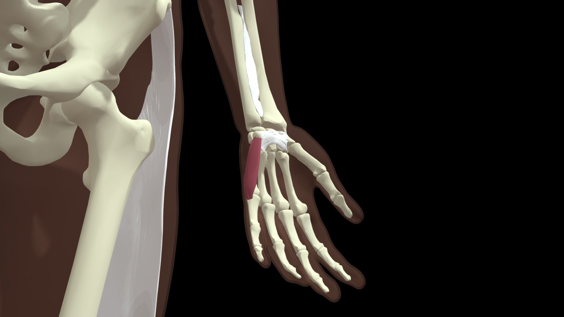 Abductor Digiti Minimi (Hand) - Download Free 3D model by UMich Anatomy ...