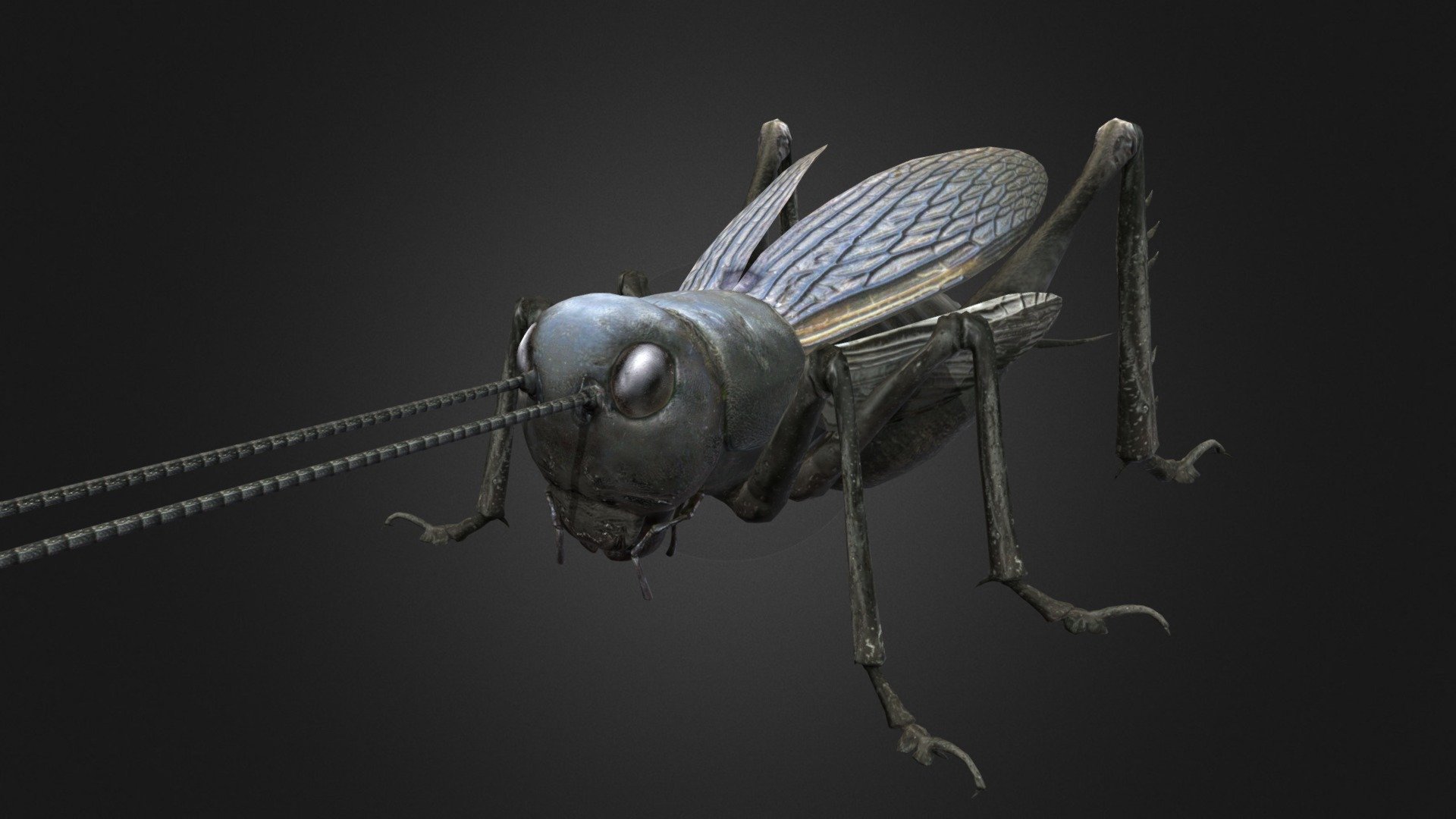 Cricket - 3D model by elove888 [10e9ba6] - Sketchfab
