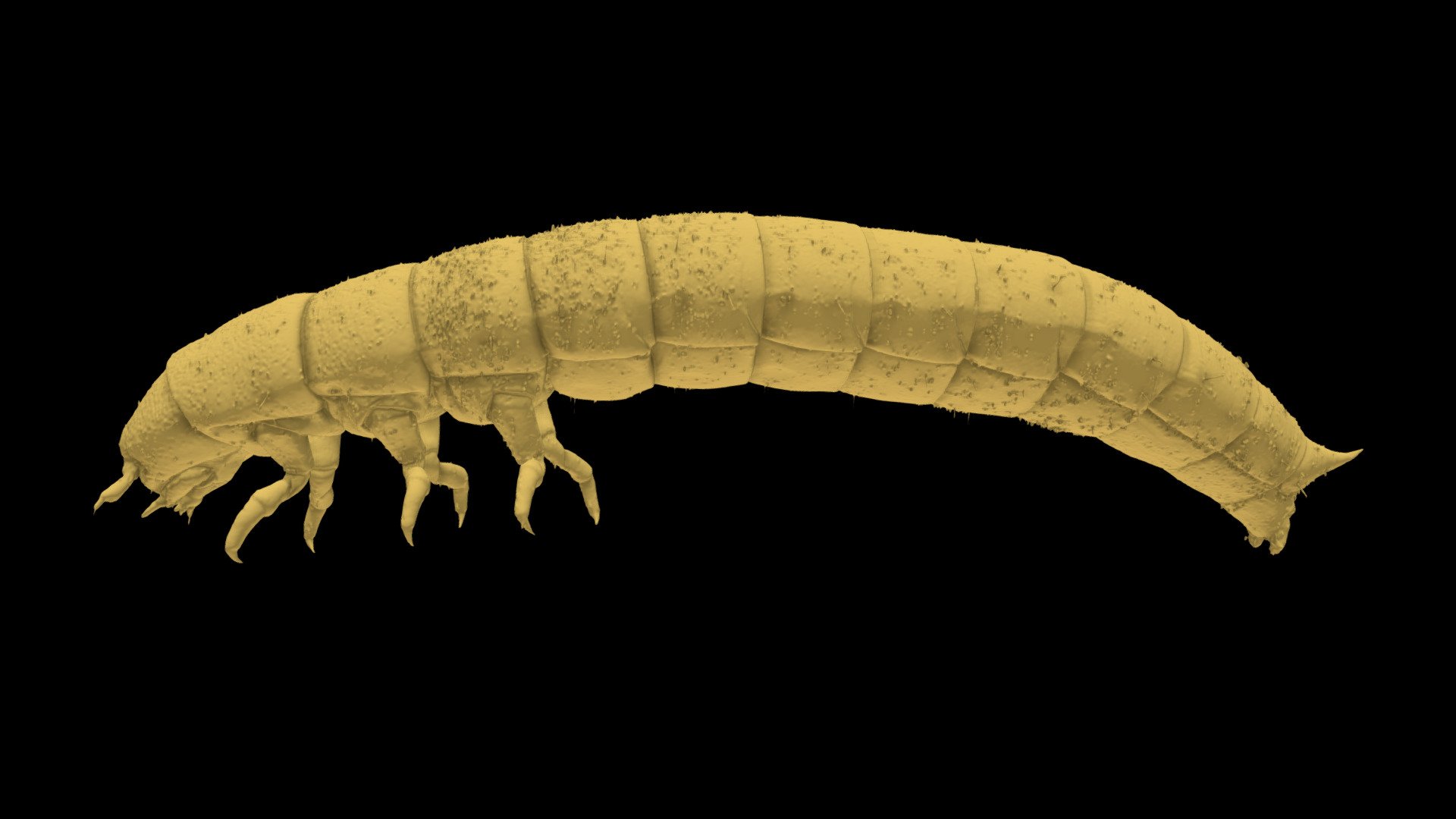 Tribolium castaneum, L6 - 3D model by Entomology Group Uni Jena ...