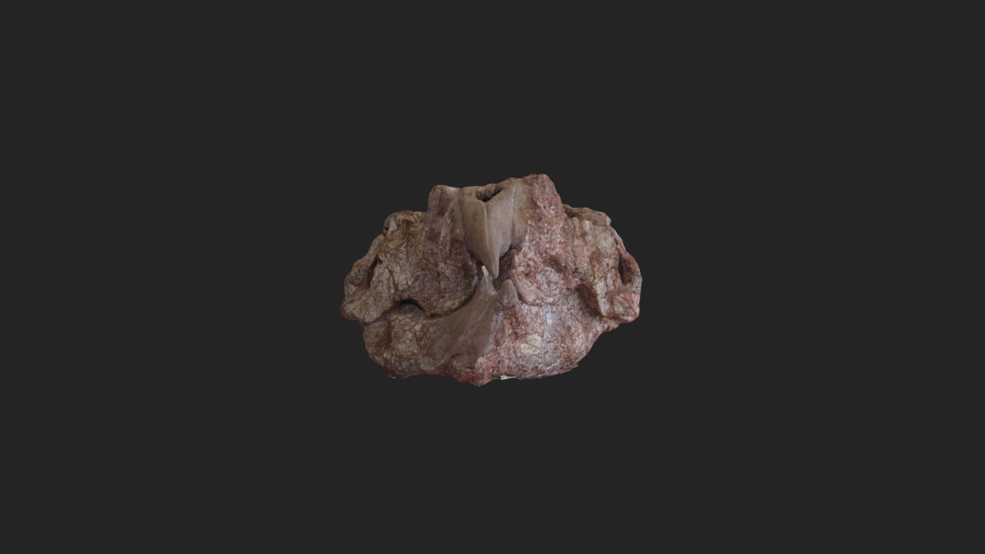Rhynchosaur skull (Hyperodapedon sp.) - 3D model by cappaufsm [10f8b46 ...