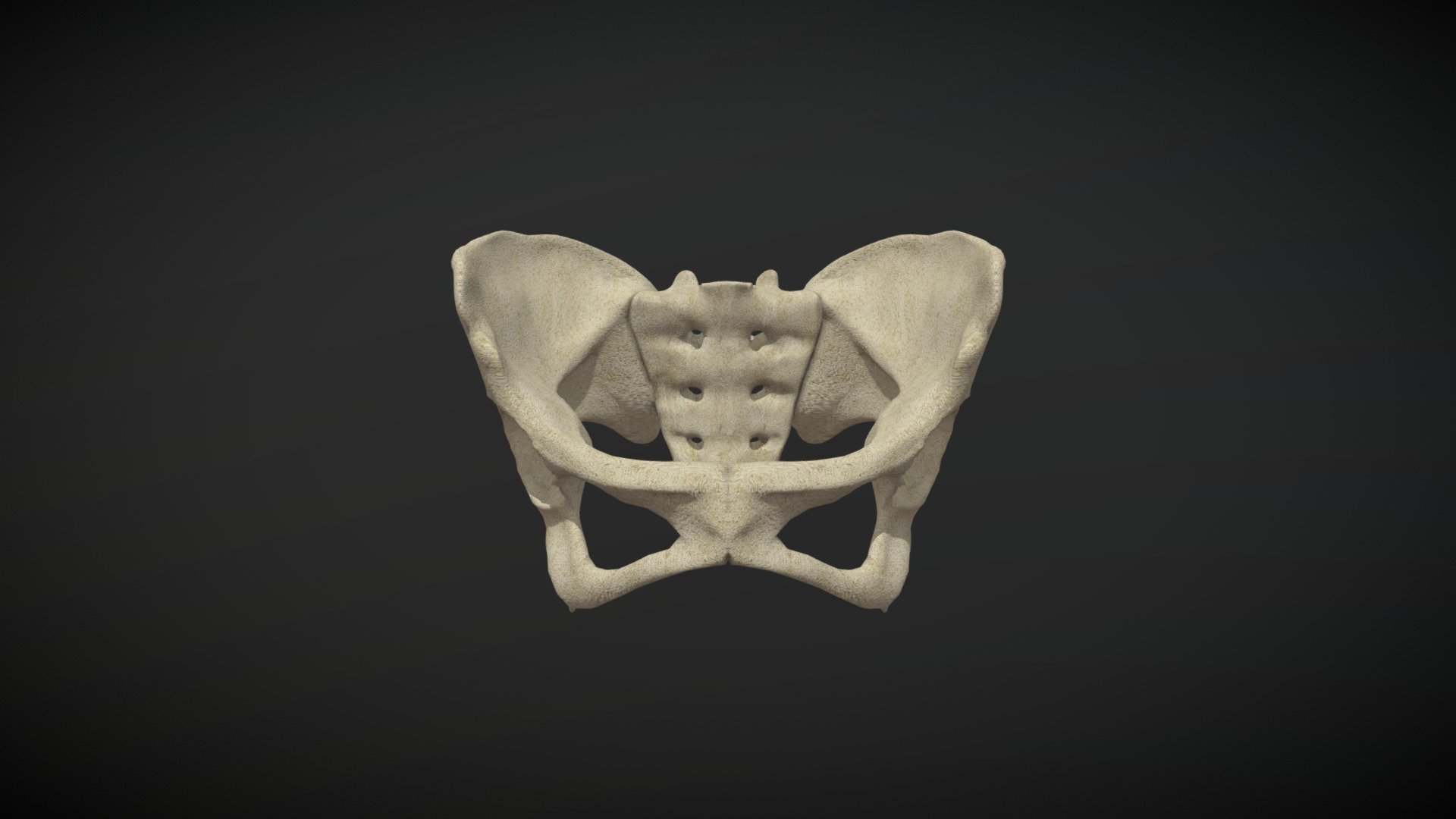 Pelvis - Download Free 3D model by Ualde (@sebaualde) [10f950a] - Sketchfab