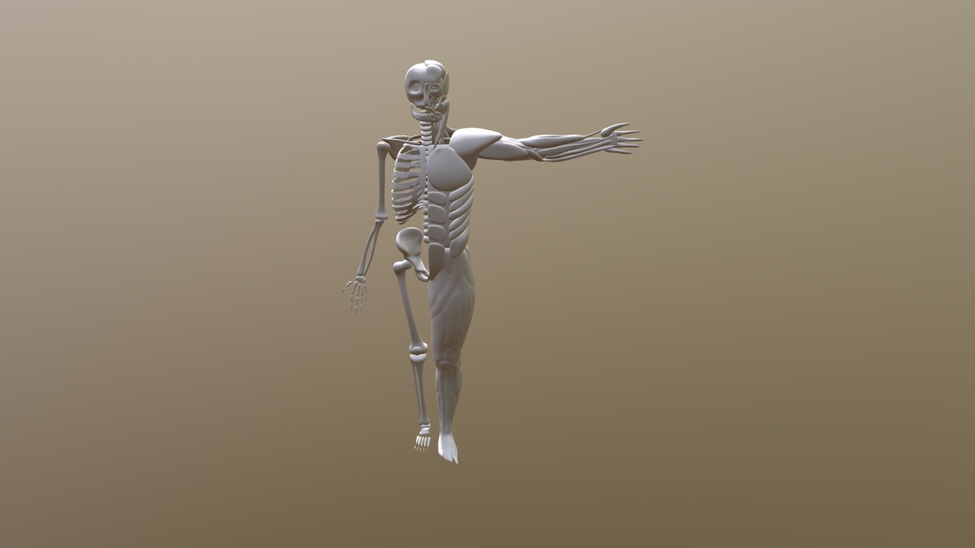 anatomy model - 3D model by sarahc214 [10fdc2f] - Sketchfab