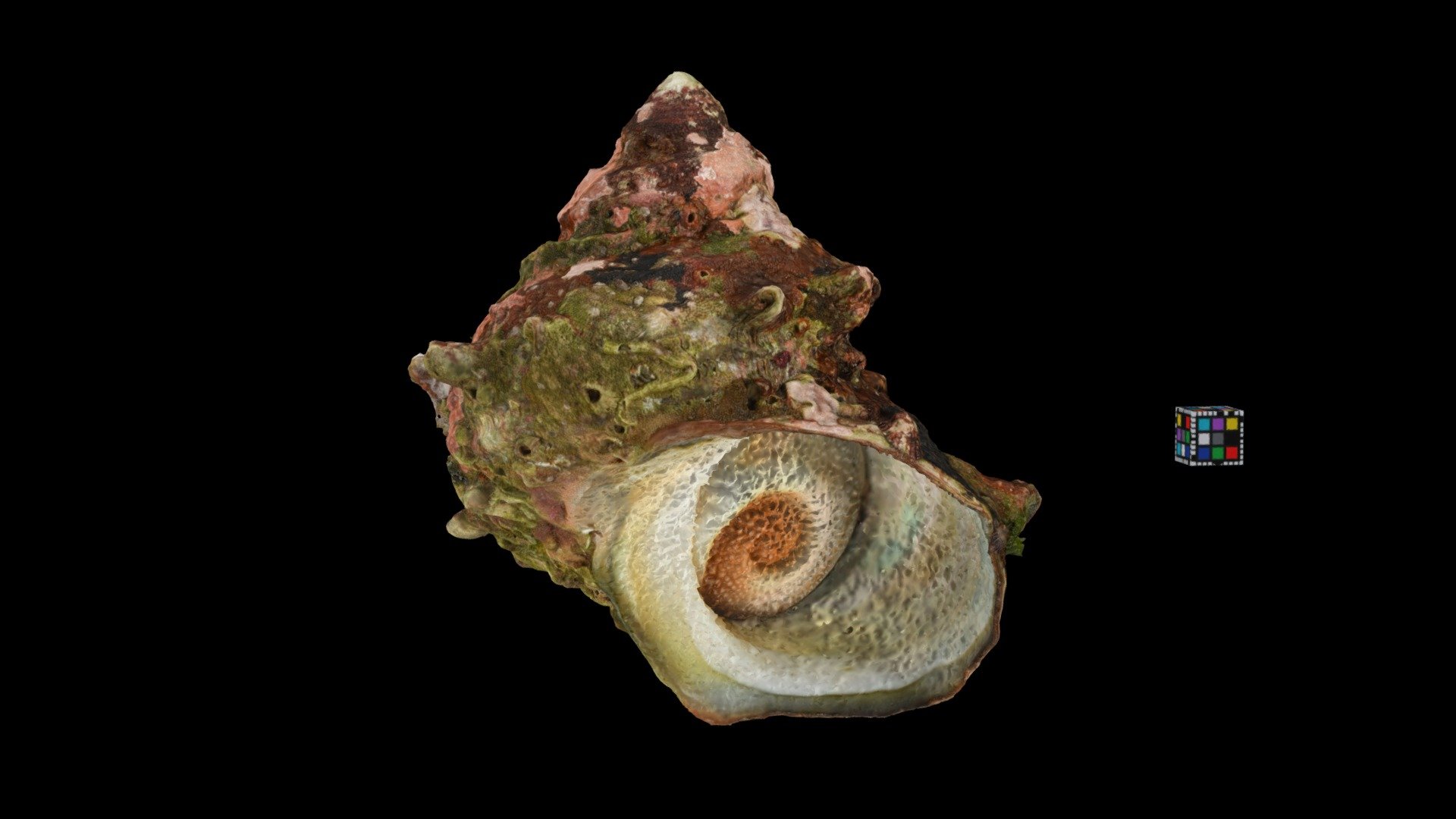 サザエ Turban Shell, Turbo sazae - Download Free 3D model by ffish.asia ...