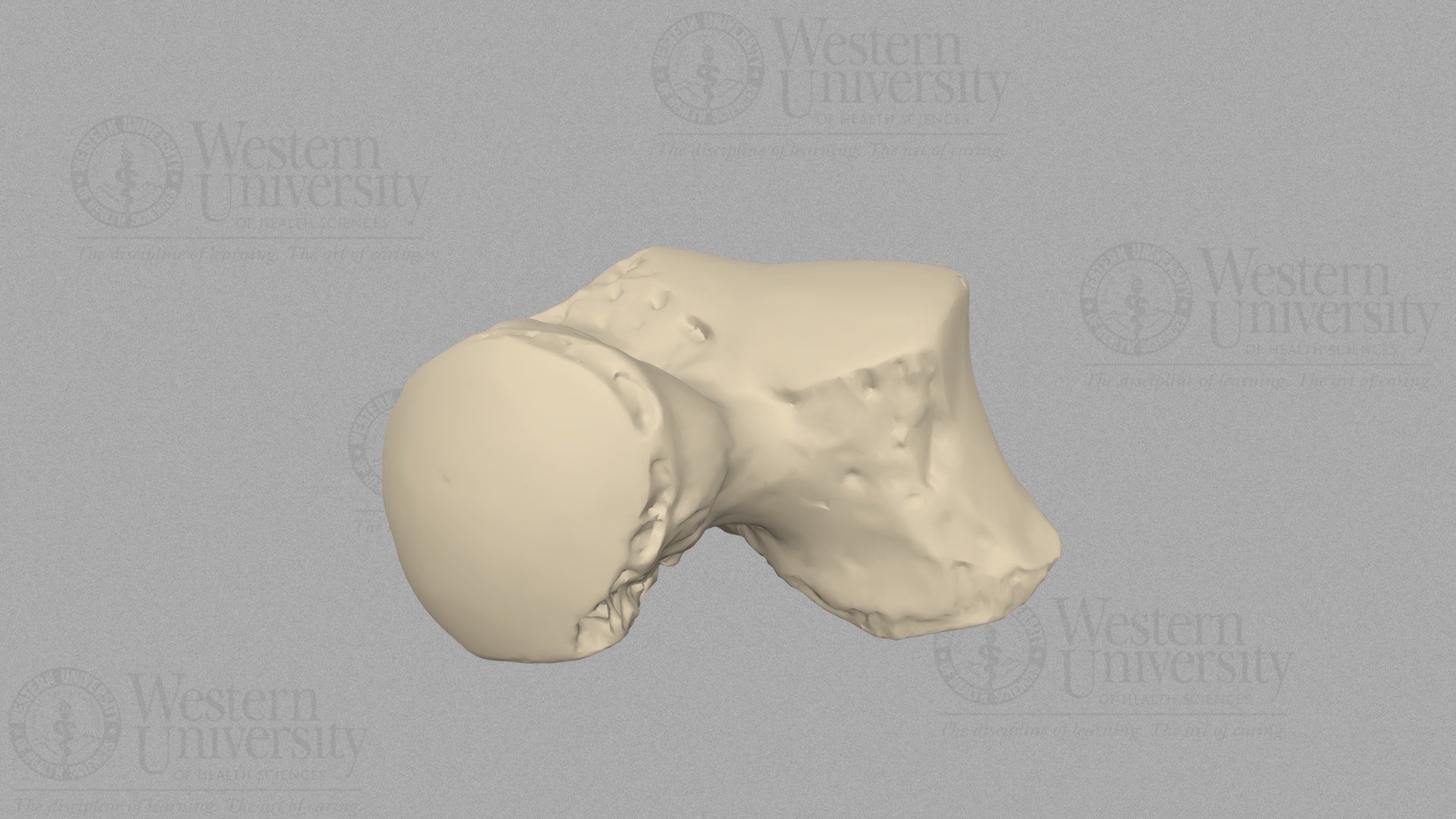 Foot Bone Left Talus - 3D model by WesternU3D [1106503] - Sketchfab